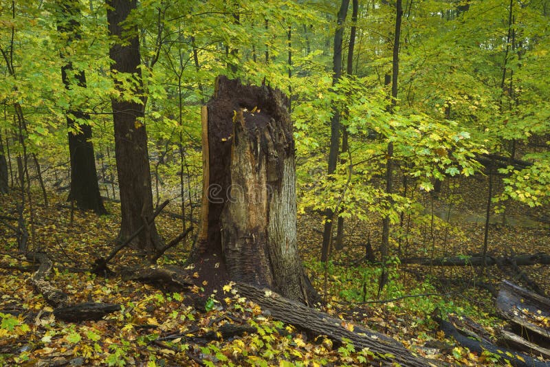 Old Tree Trunk in Autumn Forest. Stock Photo - Image of scenery, autumn ...
