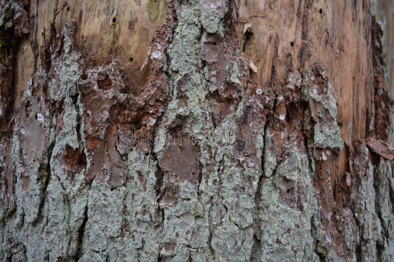 Old Tree Trunk with and without Bark. Stock Photo - Image of trunk ...