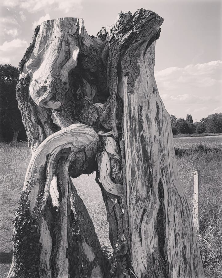 An Old Tree Trunk Black and White Stock Image - Image of black, white ...
