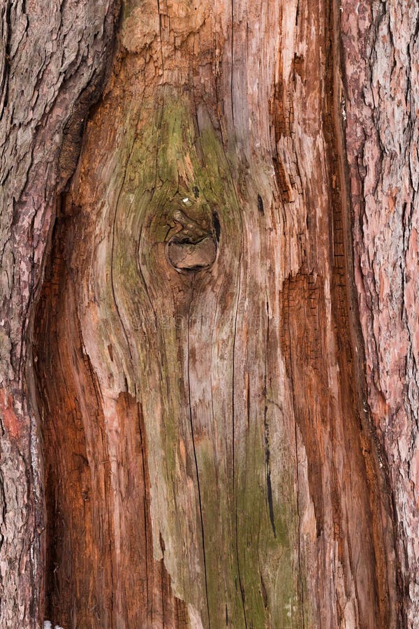 Old Tree Trunk with a Broken Bark Stock Image - Image of bark, pine ...