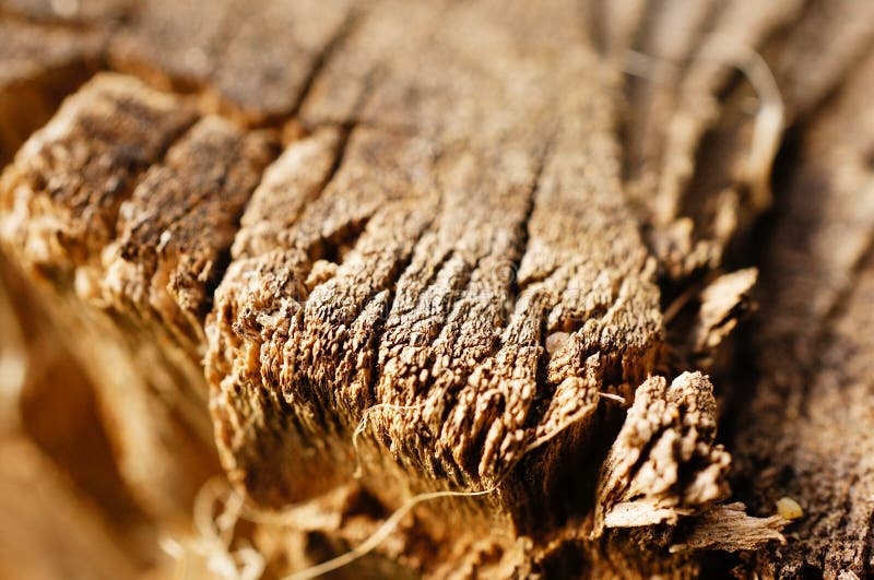 Old tree trunk stock image. Image of close, trunk, geology - 44874691