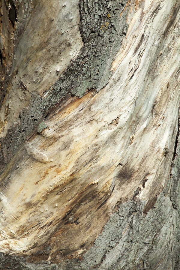 Kaunas Old Town Park Tree Close Up Stock Image - Image of europe ...