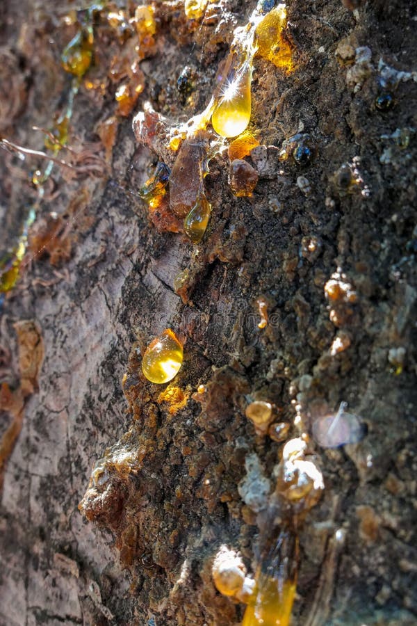 Old Tree Trunk Close Up with Amber Tar Drops Stock Image - Image of ...
