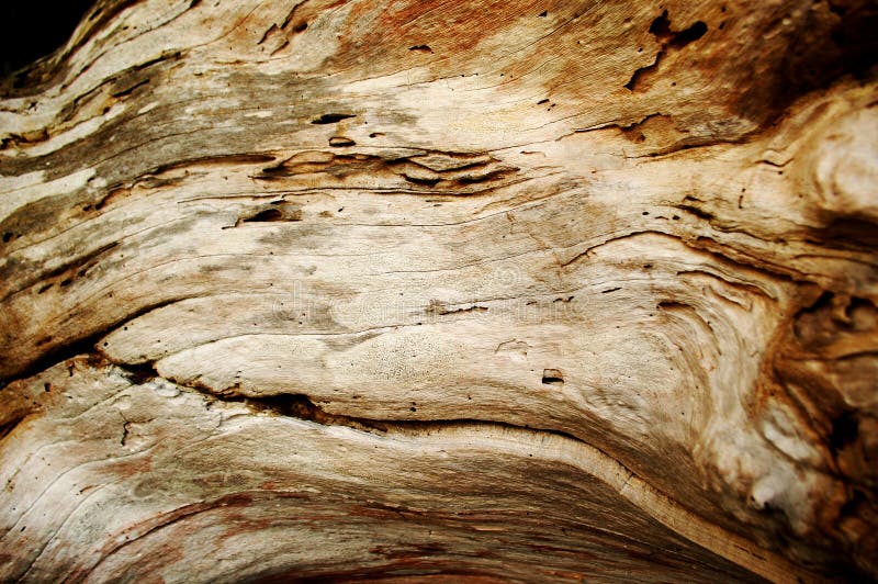 Old Tree Textured Trunk Close_up Stock Image - Image of forest ...