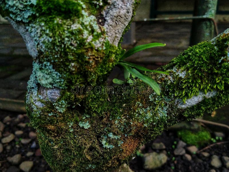 An Old Tree Trunk is Covered with Green Algae or Moss. Stock Image ...