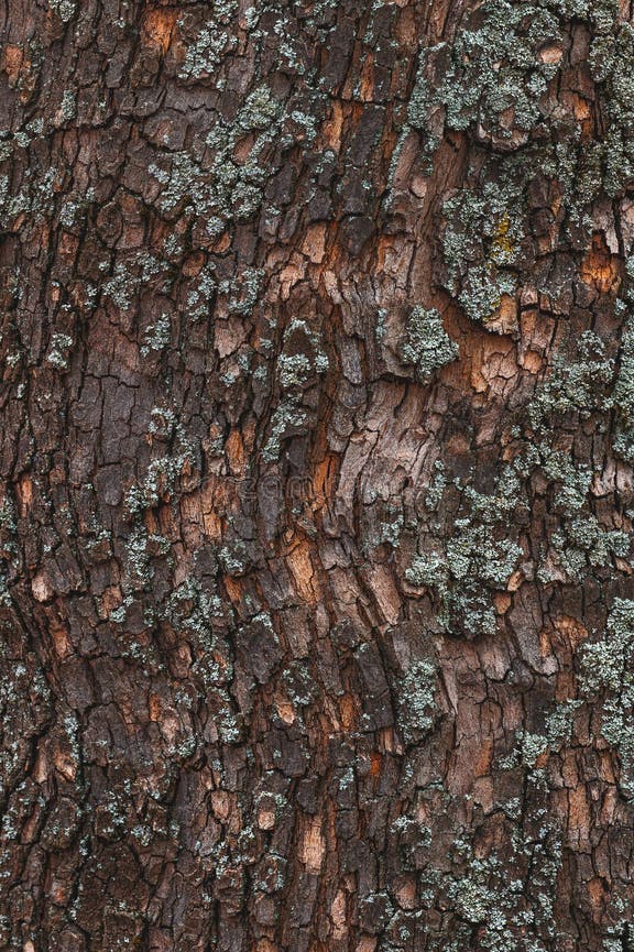 Old Tree Trunk Crust As Rough Natural Organic Texture Stock Image ...