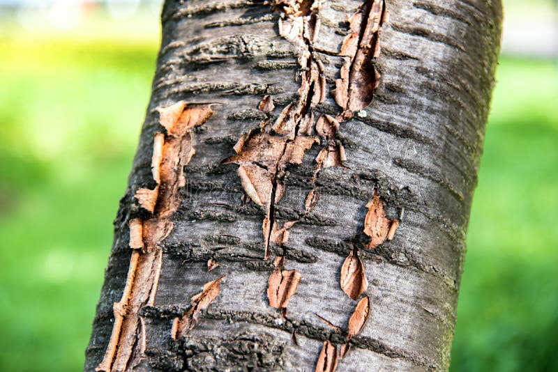 Old tree trunk crust stock photo. Image of natural, fractures - 158872636