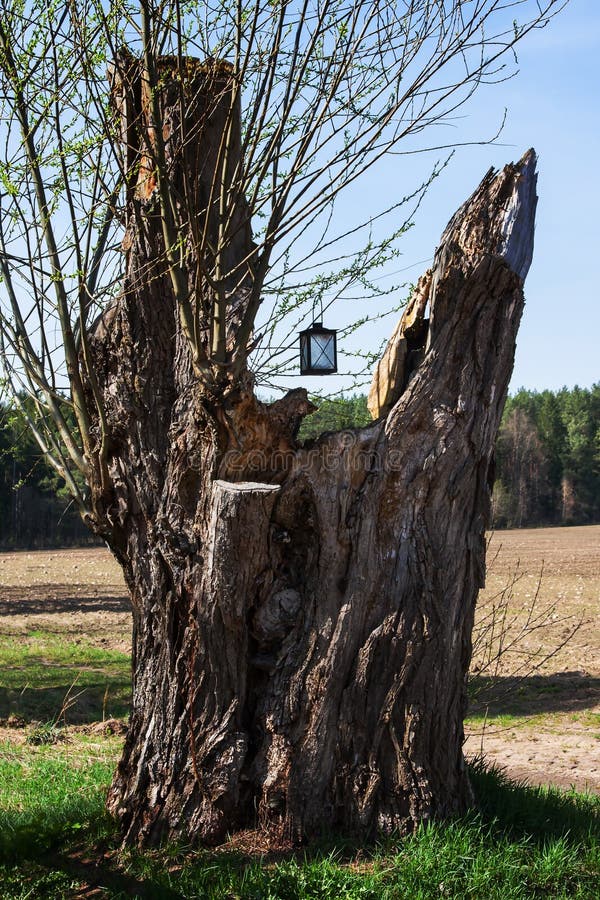 Old Tree Trunk, Crying Willow, Lamp for Stray Stock Photo - Image of ...