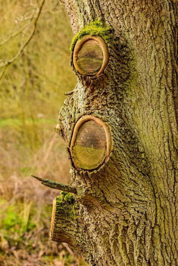 Old Tree Trunk with Cut Off Branches Stock Photo - Image of isolated ...