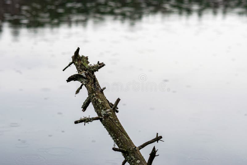 The Trunk of a Swamp Cypress that Has Fallen into the River, Growing in ...