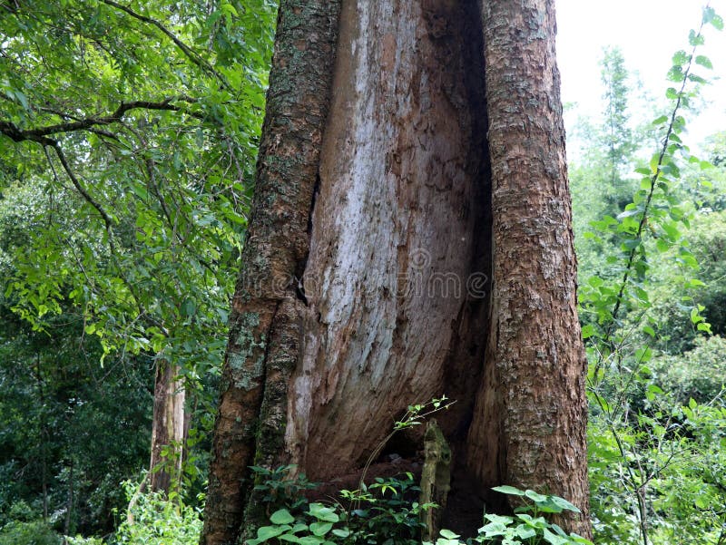 The Trunk of an Elm Attacked by Parasites. the Texture of the Bark of ...