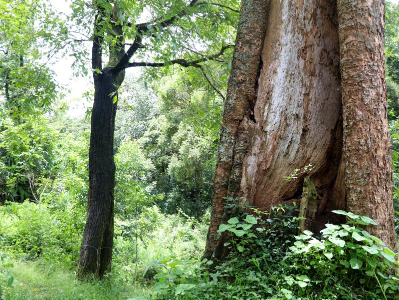 The Trunk of an Elm Attacked by Parasites. the Texture of the Bark of ...