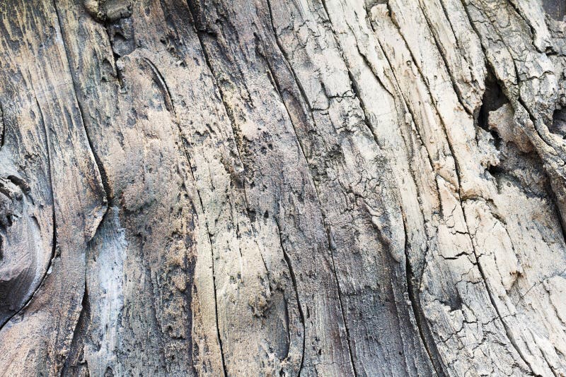 Old Tree Trunk Detail Texture As Background. Stock Photo - Image of ...