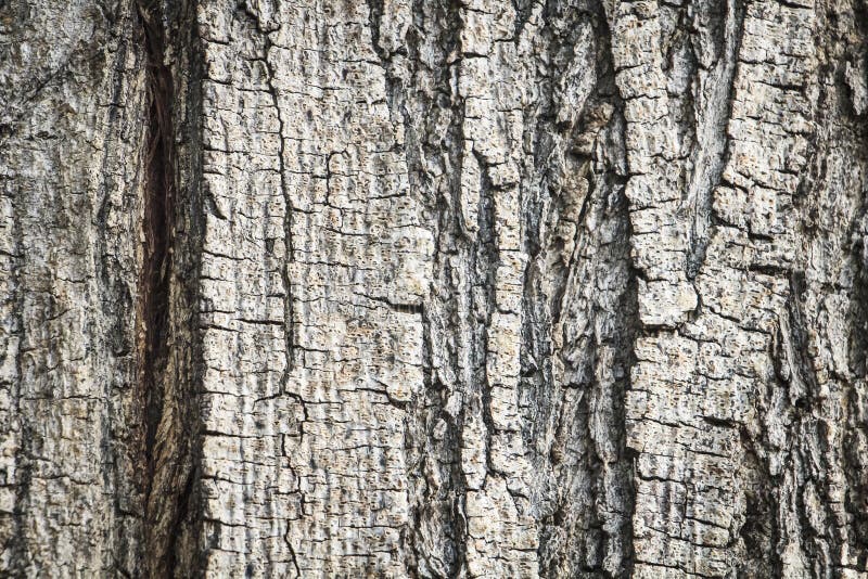 Old Tree Trunk Detail Texture As Natural Background Stock Photo - Image ...