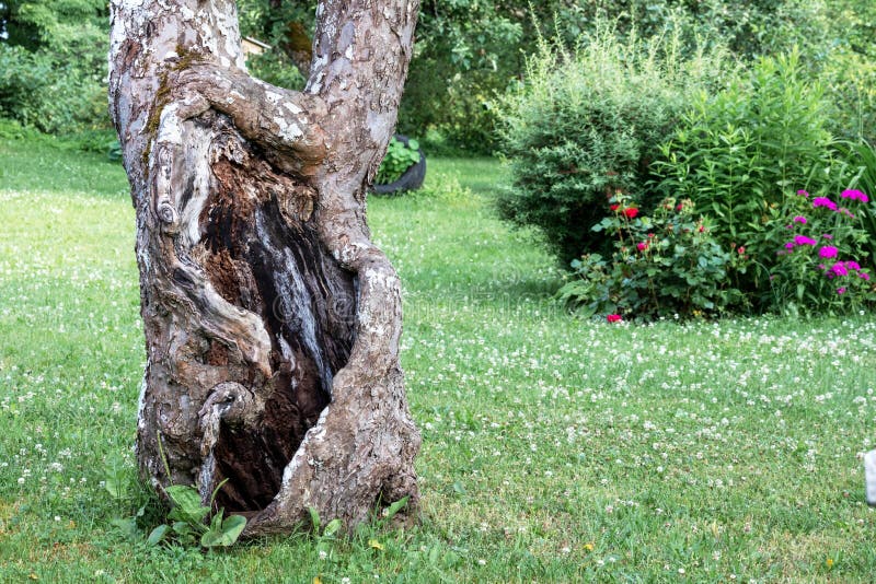 Old Tree Trunk with Empty Core on Garden Background Stock Photo - Image ...