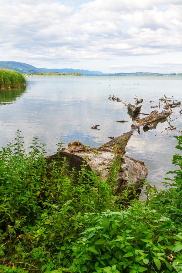 Old Tree Trunk Floating on Lake Shoreline Stock Photo - Image of ...