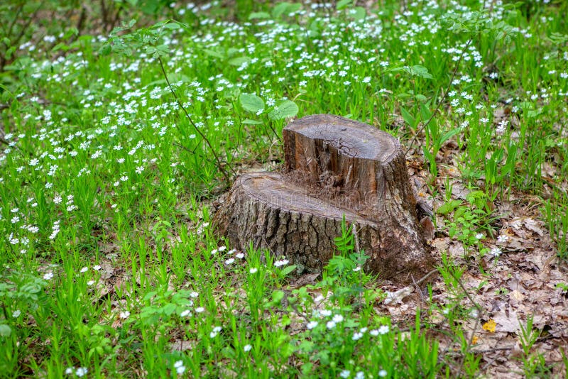 Trunk and Flowers in the Springtime Stock Image - Image of blossom ...