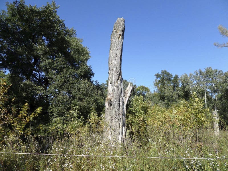 An Old Tree Trunk in a the Forest Stock Photo - Image of monolith ...