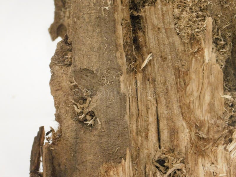 Fragment of a Dead Tree Trunk Stock Image - Image of frosted, grille ...