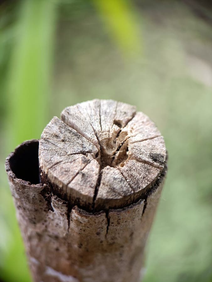 Old Tree Trunk that Has Been Cut Stock Photo - Image of trunk, tree ...