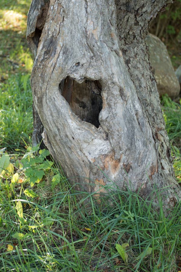 Old tree trunk with heart stock photo. Image of rural - 83360874