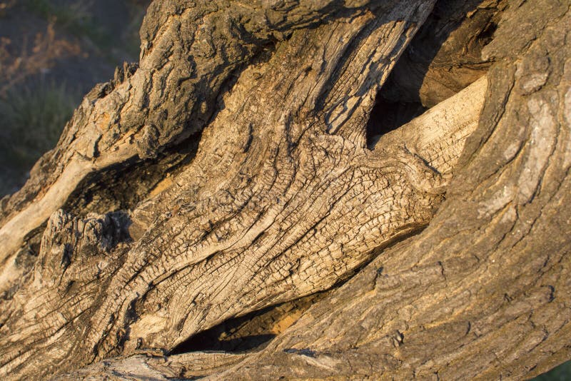 Old Tree Trunk. Hollow in Aged Oak Stock Image - Image of trunk ...