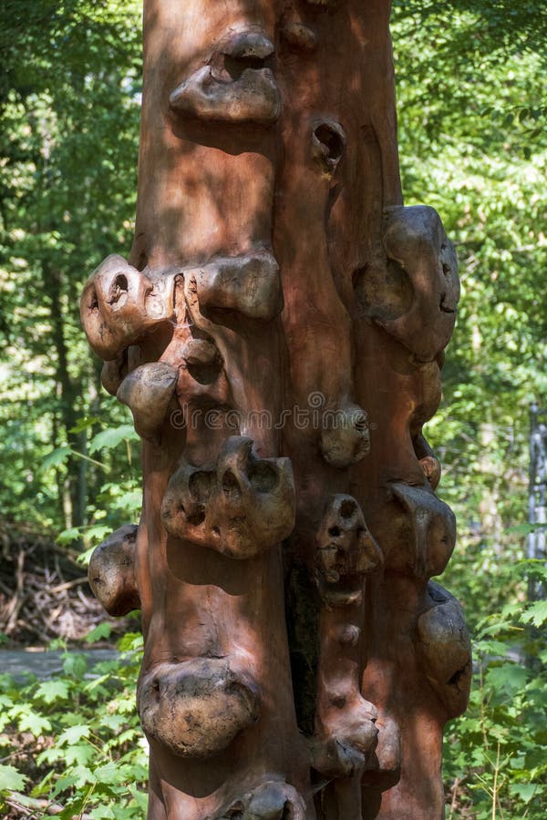 Old Tree Trunk with Knobs and Holes in the Oberwald Karlsruhe Stock ...
