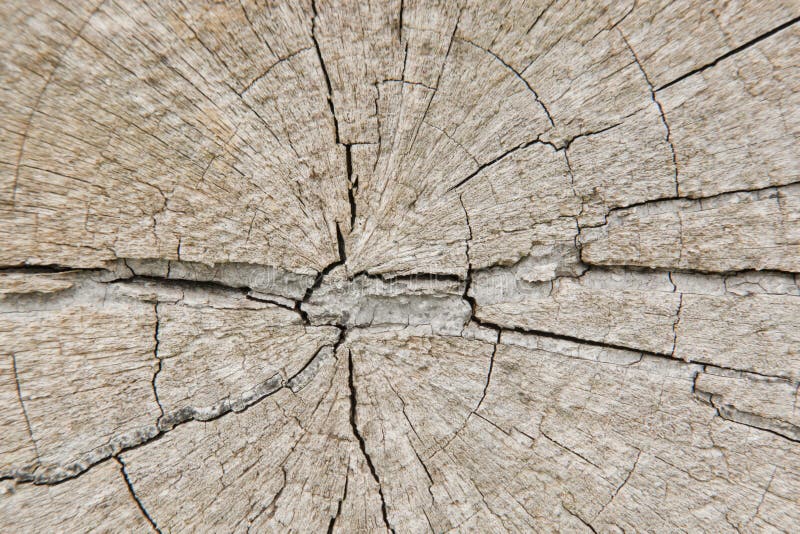 Round Trunk of an Old Tree with a Beautiful Structure Stock Image ...