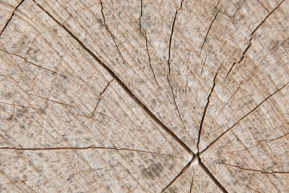 Round Trunk of an Old Tree with a Beautiful Structure Stock Photo ...