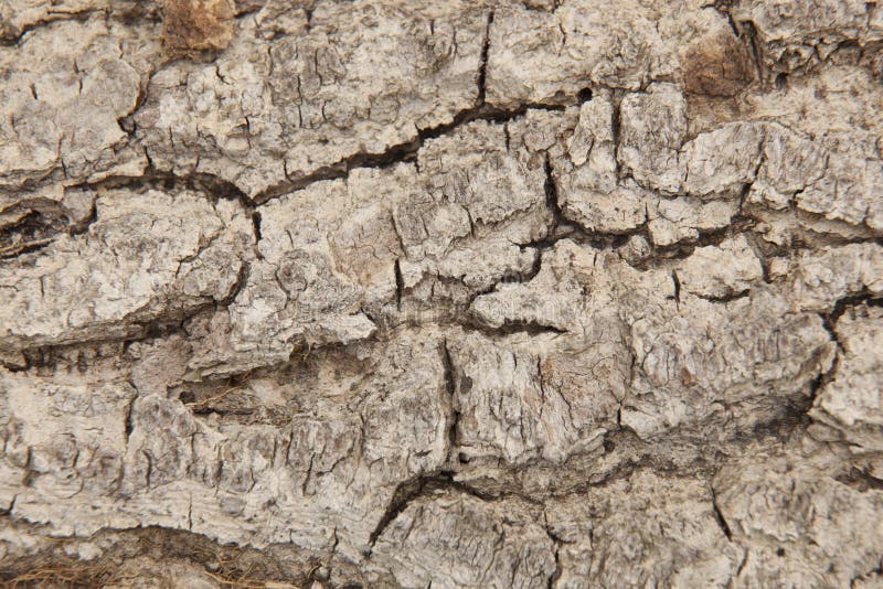 Round Trunk of an Old Tree with a Beautiful Structure Stock Photo ...
