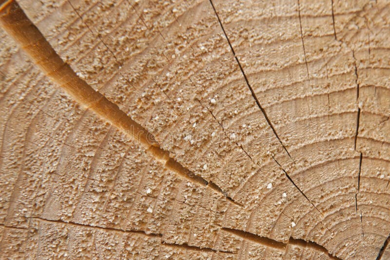 Round Trunk of an Old Tree with a Beautiful Structure Stock Image ...