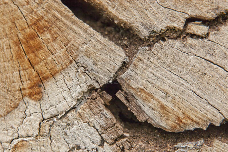 Round Trunk of an Old Tree with a Beautiful Structure Stock Photo ...