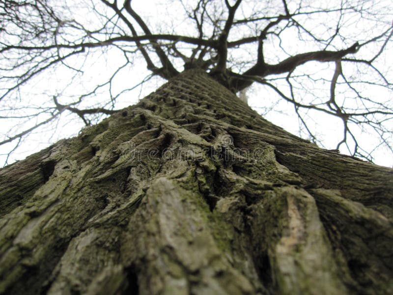 Looking Up stock photo. Image of leaves, sunrise, color - 84950322