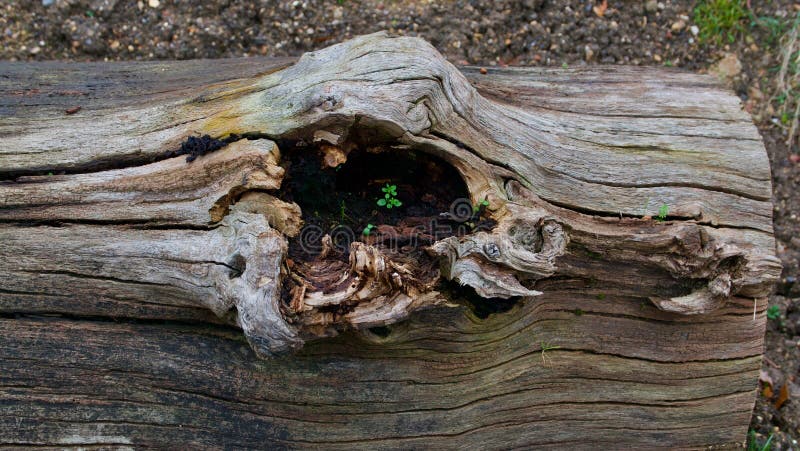 Old Tree Trunk Lying on the Ground with Weeds Growing Inside Stock ...