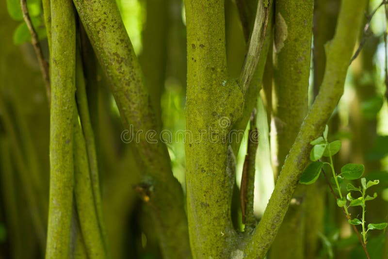 Old Tree Trunk with Many Different Forms Texture Pattern Stock Photo ...