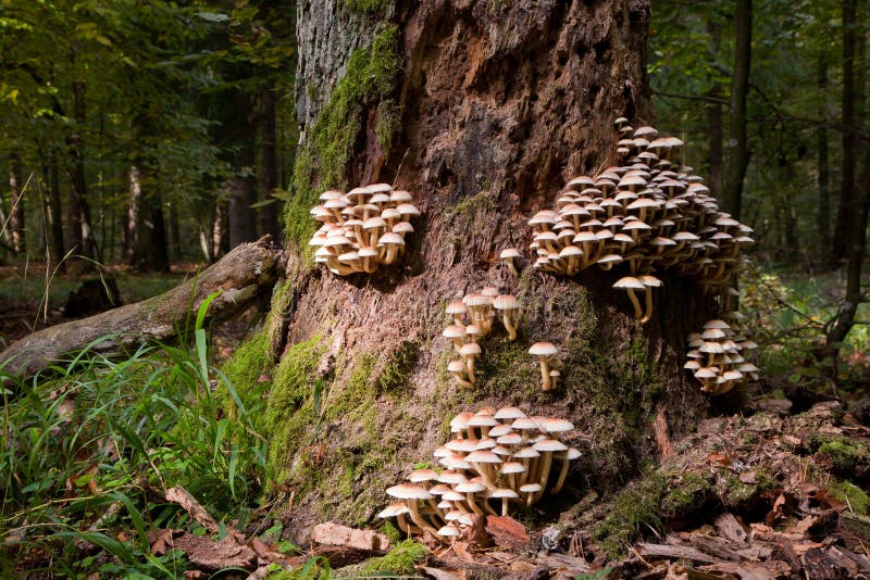 Old Tree Trunk Moss Wrapped with Lot of Fungi Stock Image - Image of ... Old Tree Trunk Moss Wrapped with Lot of Fungi Stock Image - Image of ...