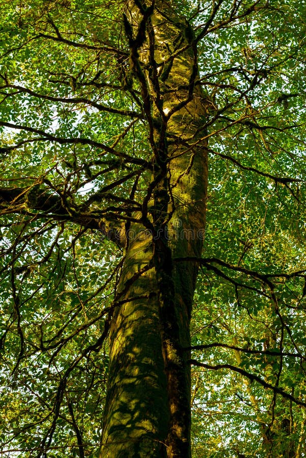 Old tree trunk stock photo. Image of life, dense, environment - 133612744