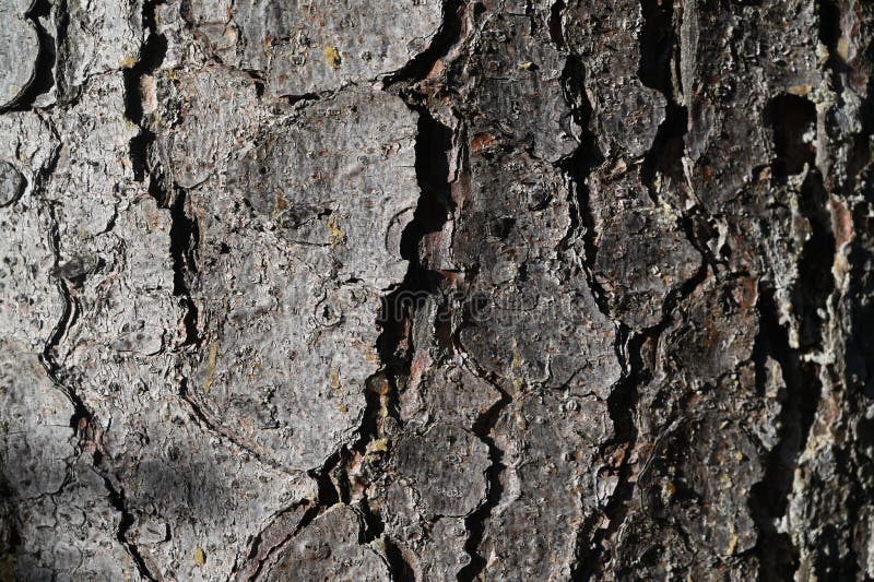 Bark of a Big Tree in the Forest. Background Stock Image - Image of ...