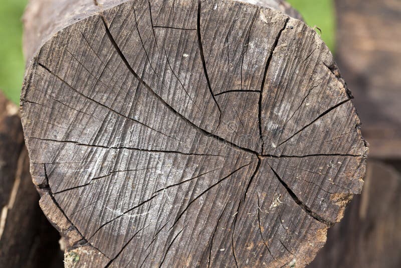 Old tree trunk stock photo. Image of macro, grazed, glade - 80300356