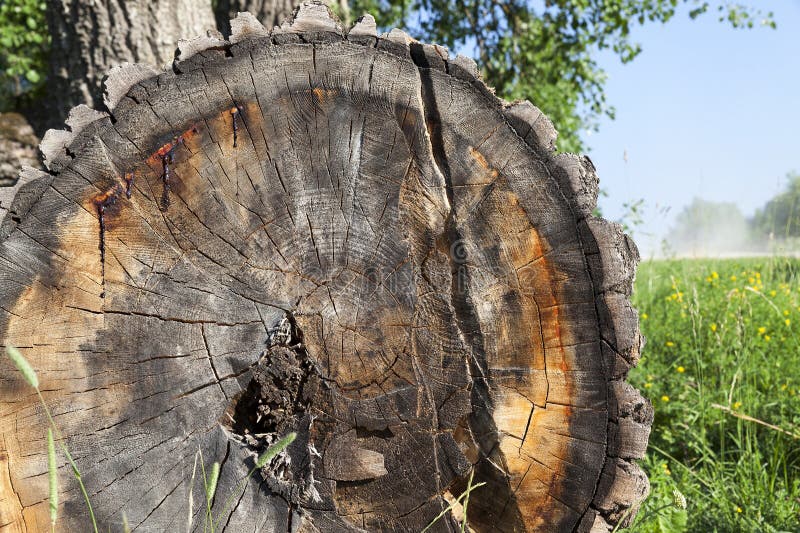 Old tree trunk stock photo. Image of lush, damage, bark - 86058810