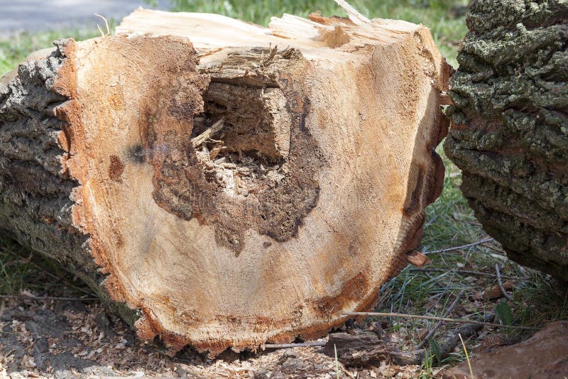 Old tree trunk stock image. Image of landscape, culture - 80373489