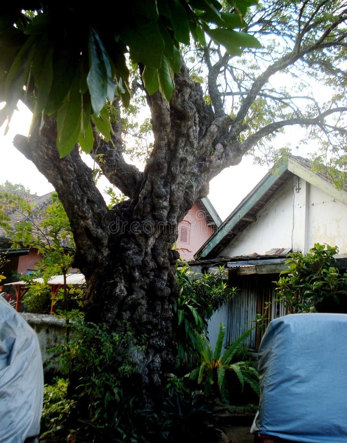 An Old Tree Trunk that is Quite Large and Beautiful and Unique Stock ...