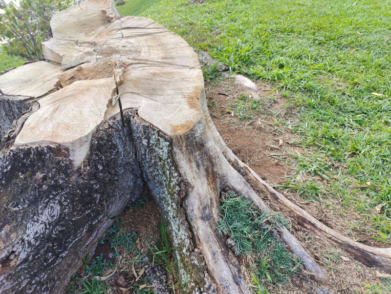 Old Tree Trunk Recently Cut Stock Image - Image of awareness ...