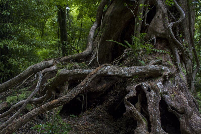 Ancient Tree Trunk and Roots Stock Image - Image of native, pure: 110953091