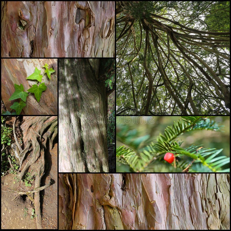 Old Tree Trunk Set Collage stock photo. Image of circular - 33497870