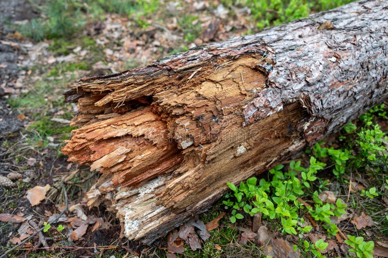 Old Tree Trunk Showcasing Decay Natural Textures Forest Setting Stock ...