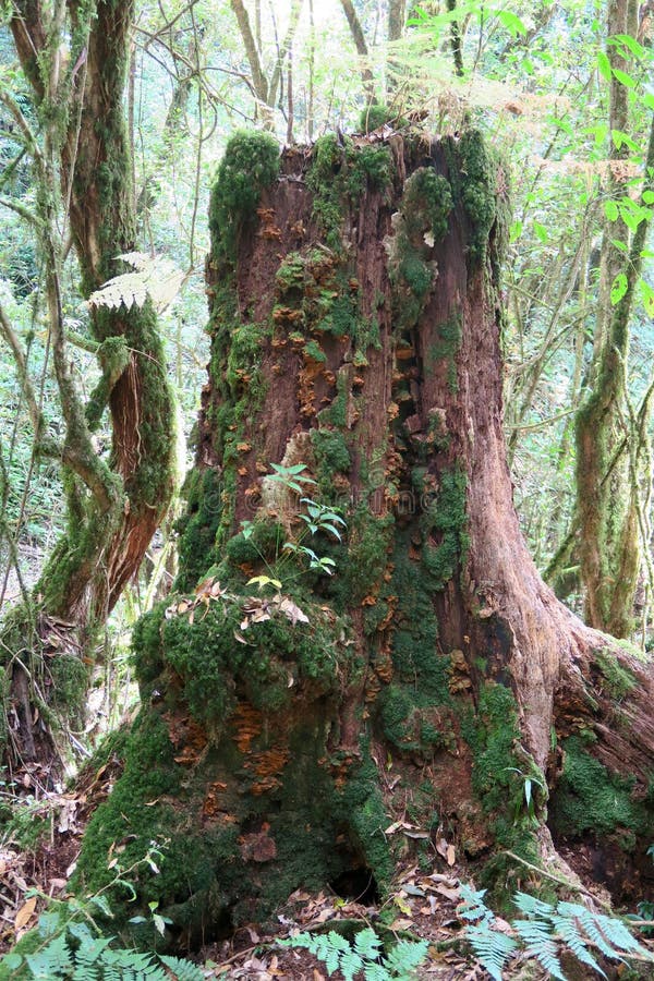 Old Tree Trunk Standing Alone in the Forest Stock Image - Image of ...