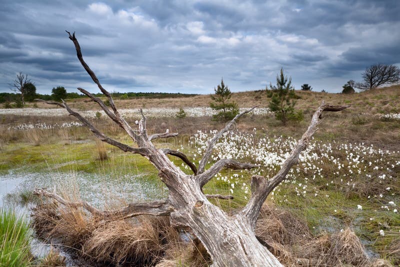 The Trunk of a Swamp Cypress that Has Fallen into the River, Growing in ...
