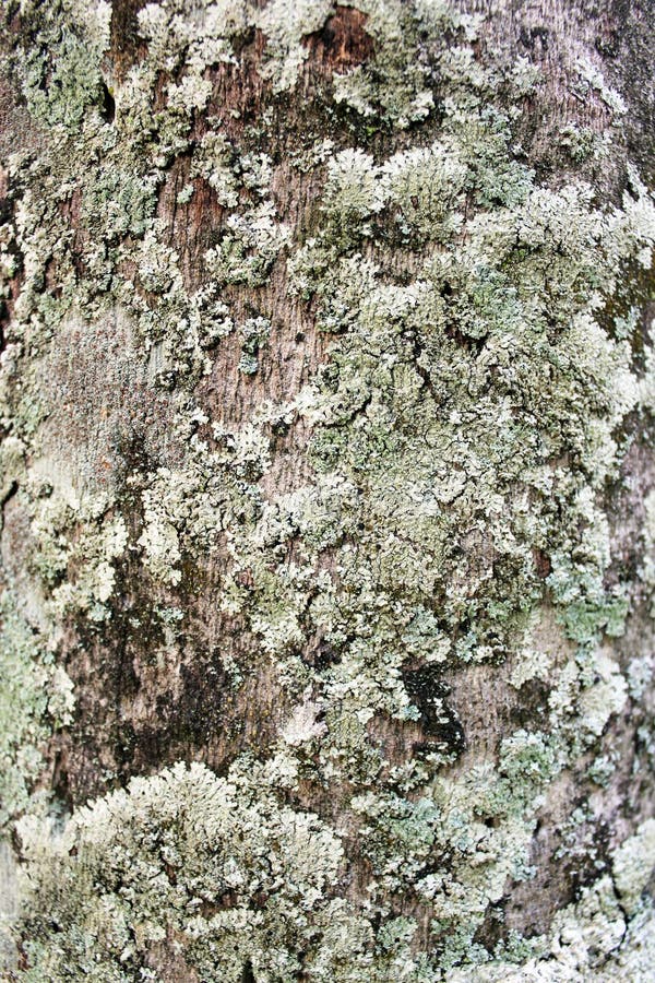 Old tree trunk texture stock image. Image of trees, house - 57255771
