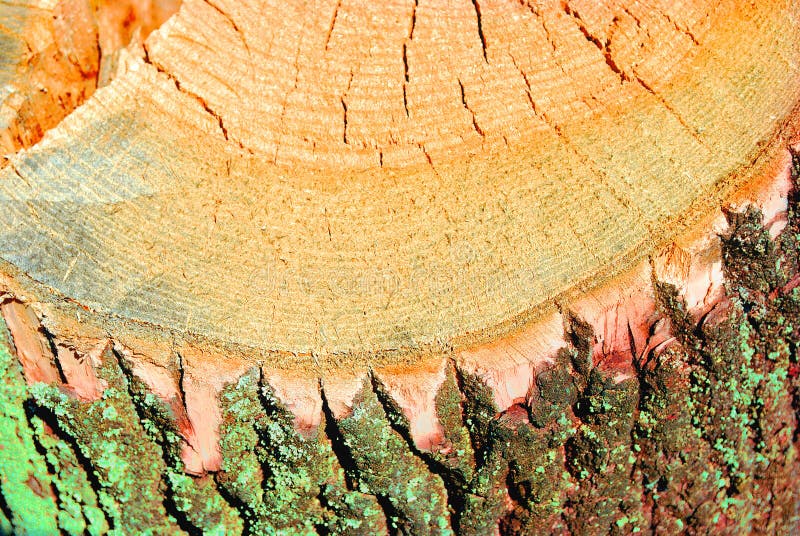 Old Tree Trunk Texture, Sawed Section Top View, Close Up Stock Photo ...